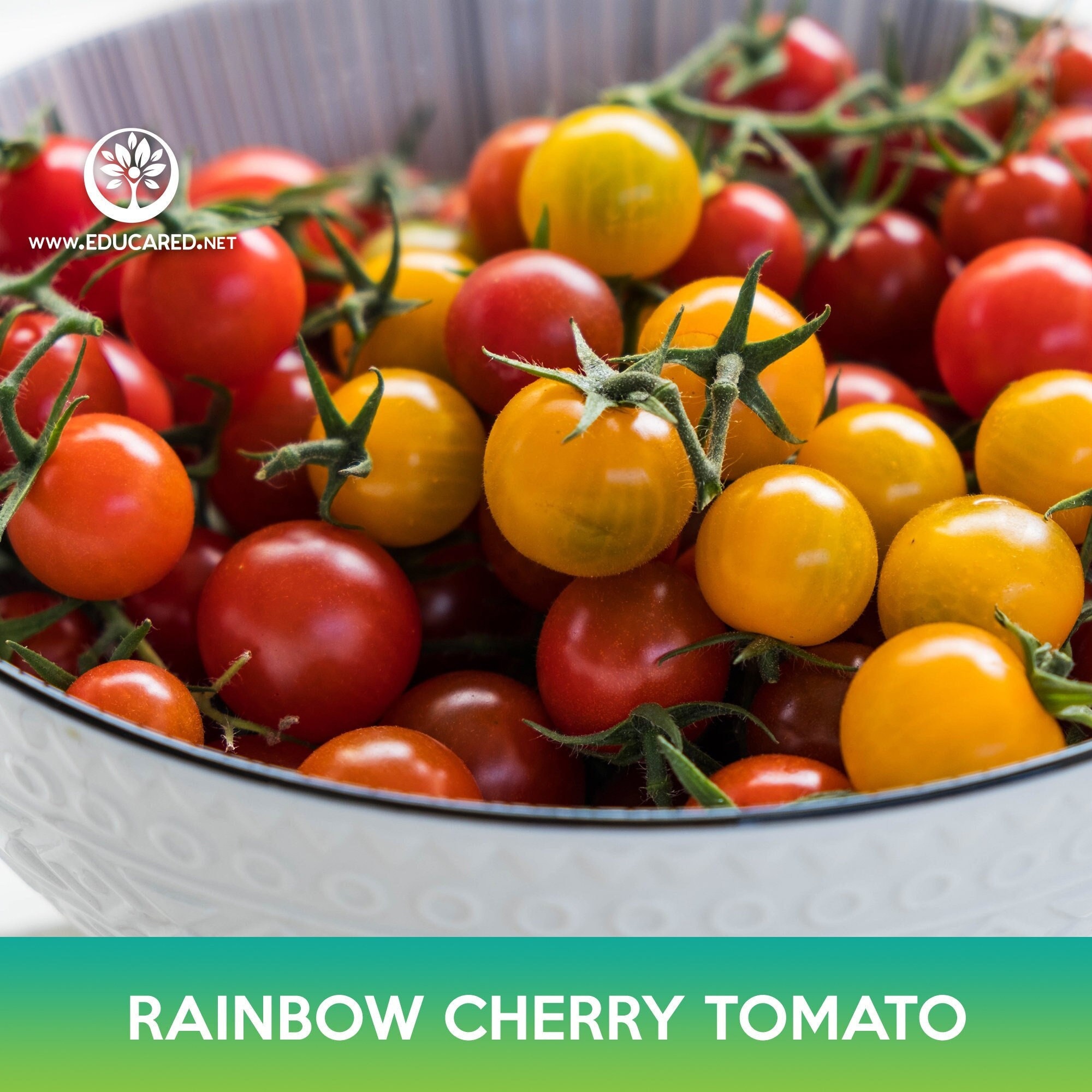 Rainbow Cherry Tomato Seeds - Etsy