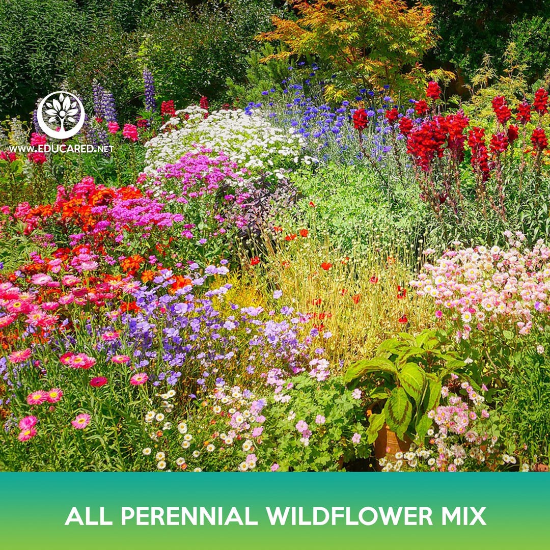 All Perennial Flowers Mix Seeds - Etsy