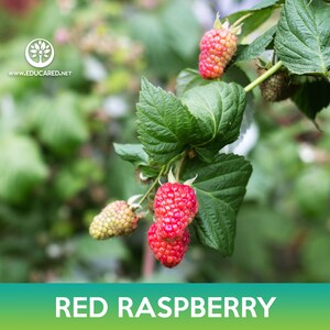 Red Raspberry Seed - Etsy