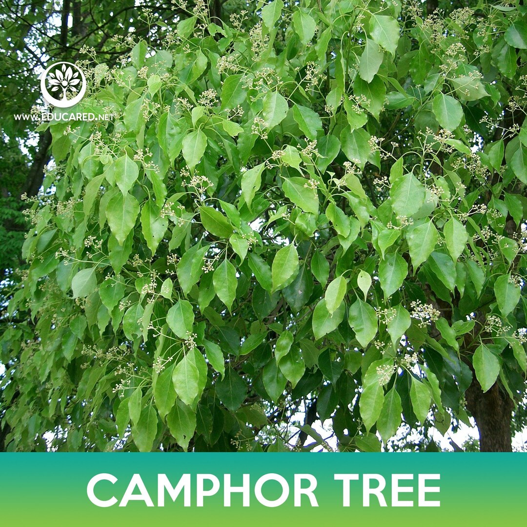 Camphor Tree Seeds, Camphora Officinarum - Etsy