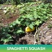Spaghetti Squash Seeds - Etsy