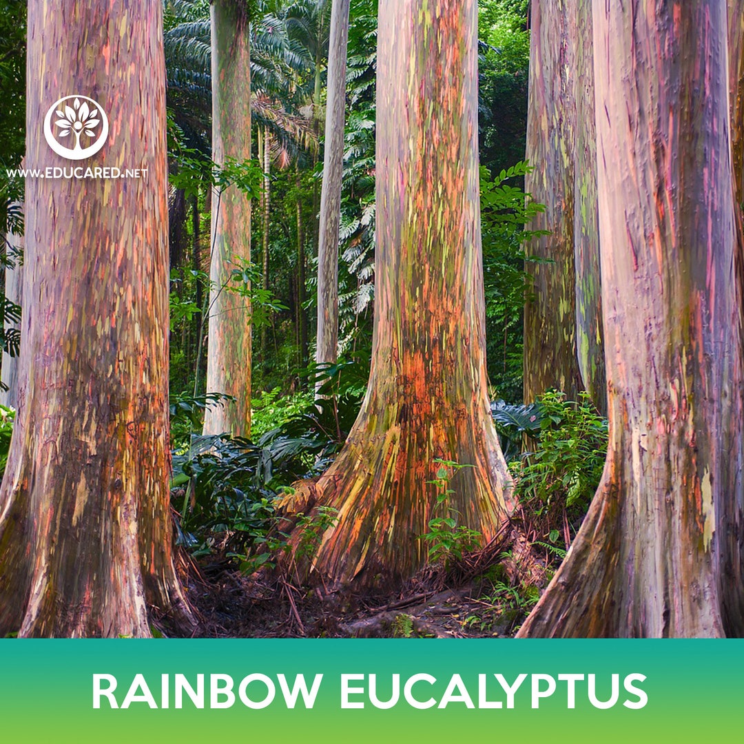 Rainbow Eucalyptus Tree Seeds, Eucalyptus Deglupta - Etsy