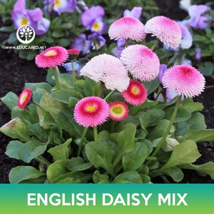 English Daisy Mix Seeds, Bellis Perennis Super Enorma - Etsy