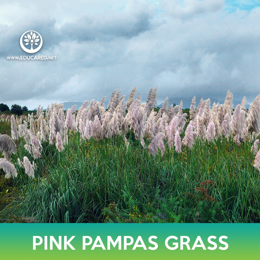 Pink Pampas Grass Seeds - Etsy
