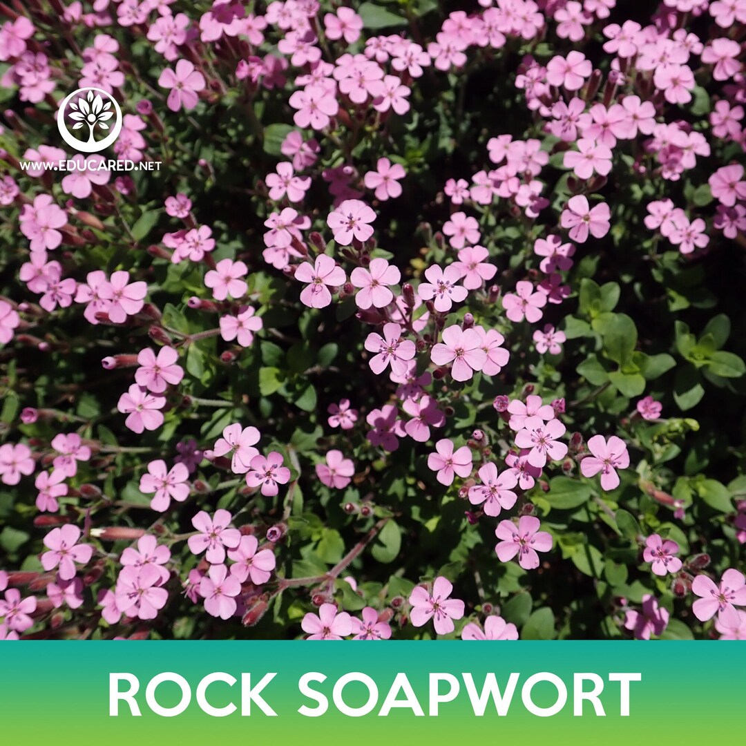 Rock Soapwort Seeds, Saponaria Ocymoides - Etsy