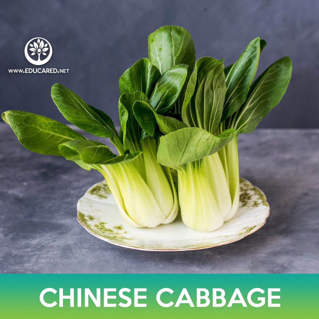 Chinese Cabbage Seeds, Brassica Rapa Var. Parachinensis - Etsy