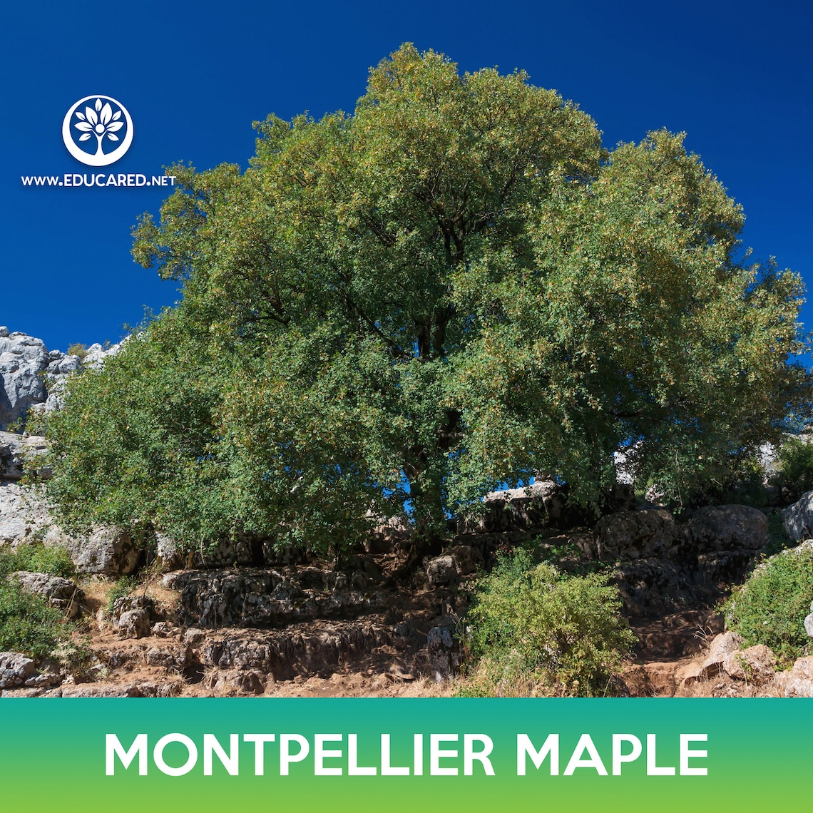 Montpellier Maple Tree Seeds - Etsy