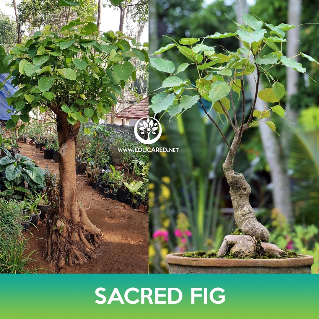 Sacred Fig Tree Seed, Bodhi Tree, Ficus Religiosa - Etsy