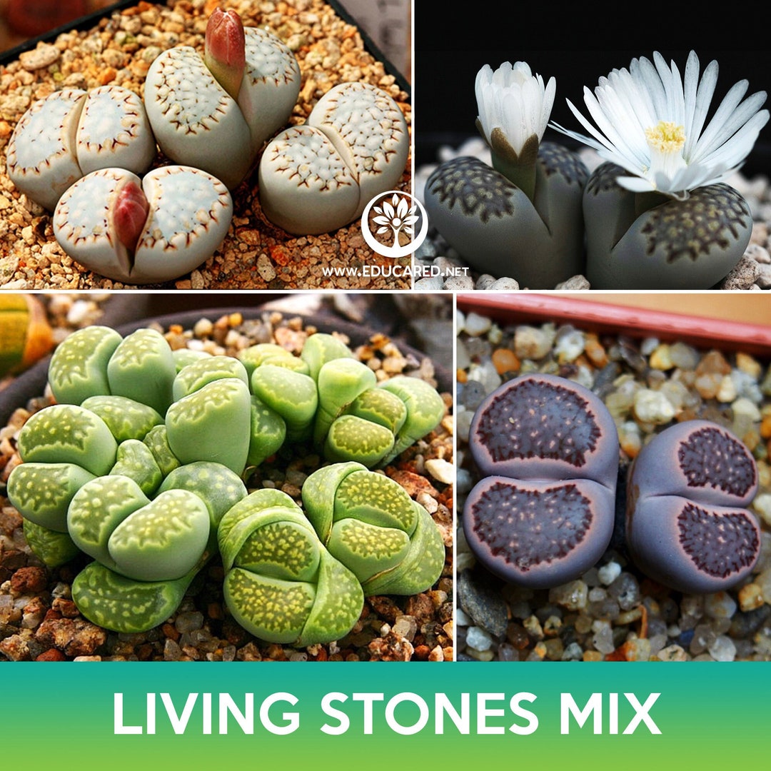 Living Stones Succulent Mix Seeds, Lithops Julii - Etsy