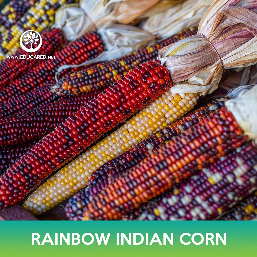 Rainbow Indian Corn Seeds, Flint Corn - Etsy