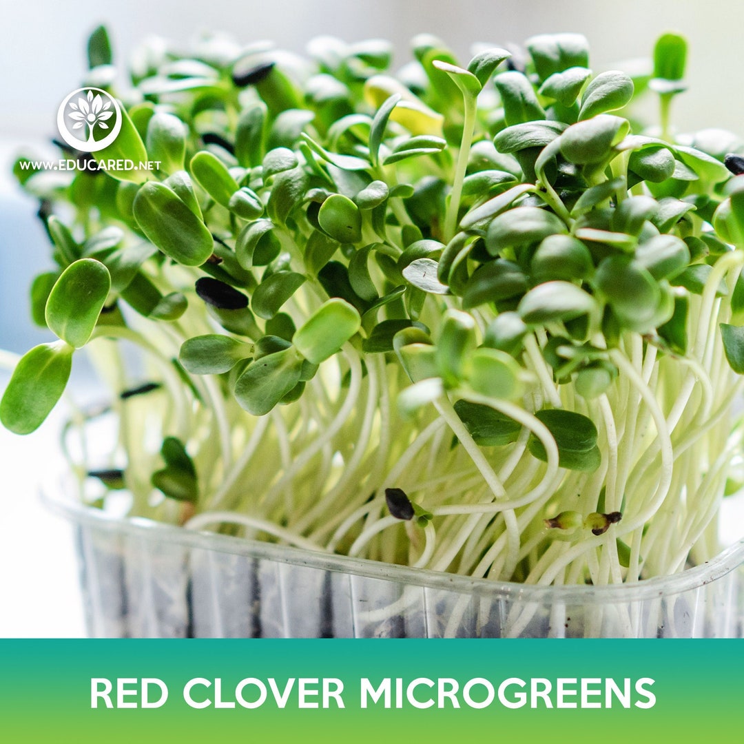 Red Clover Microgreens Seeds - Etsy