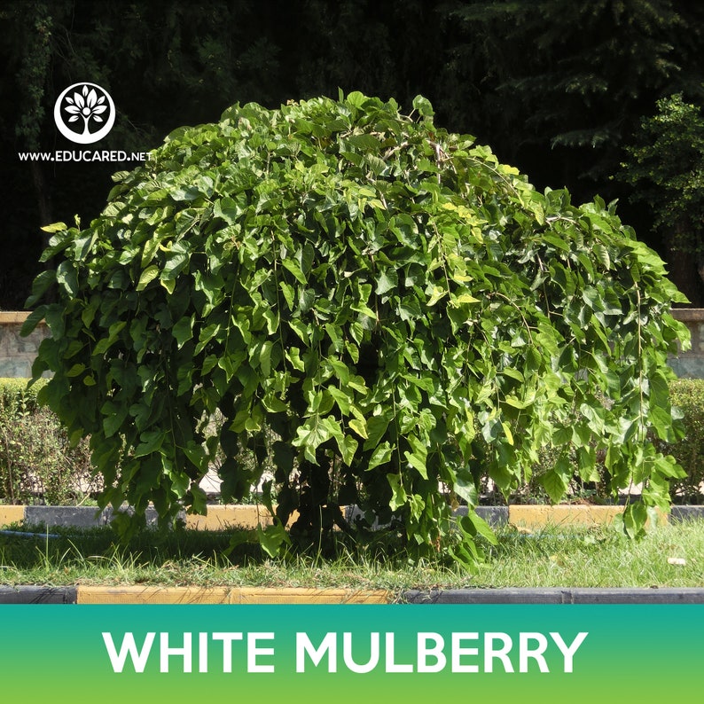 White Mulberry Seeds - Etsy