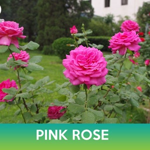 Pink Rose Seeds - Etsy