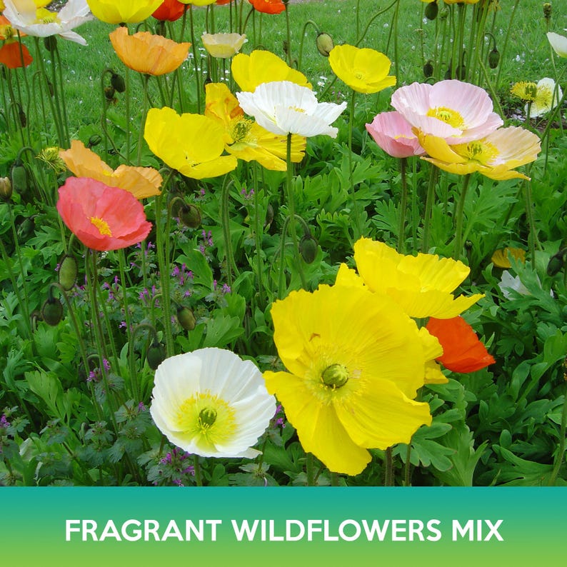 Fragrant Flowers Mix Seeds - Etsy
