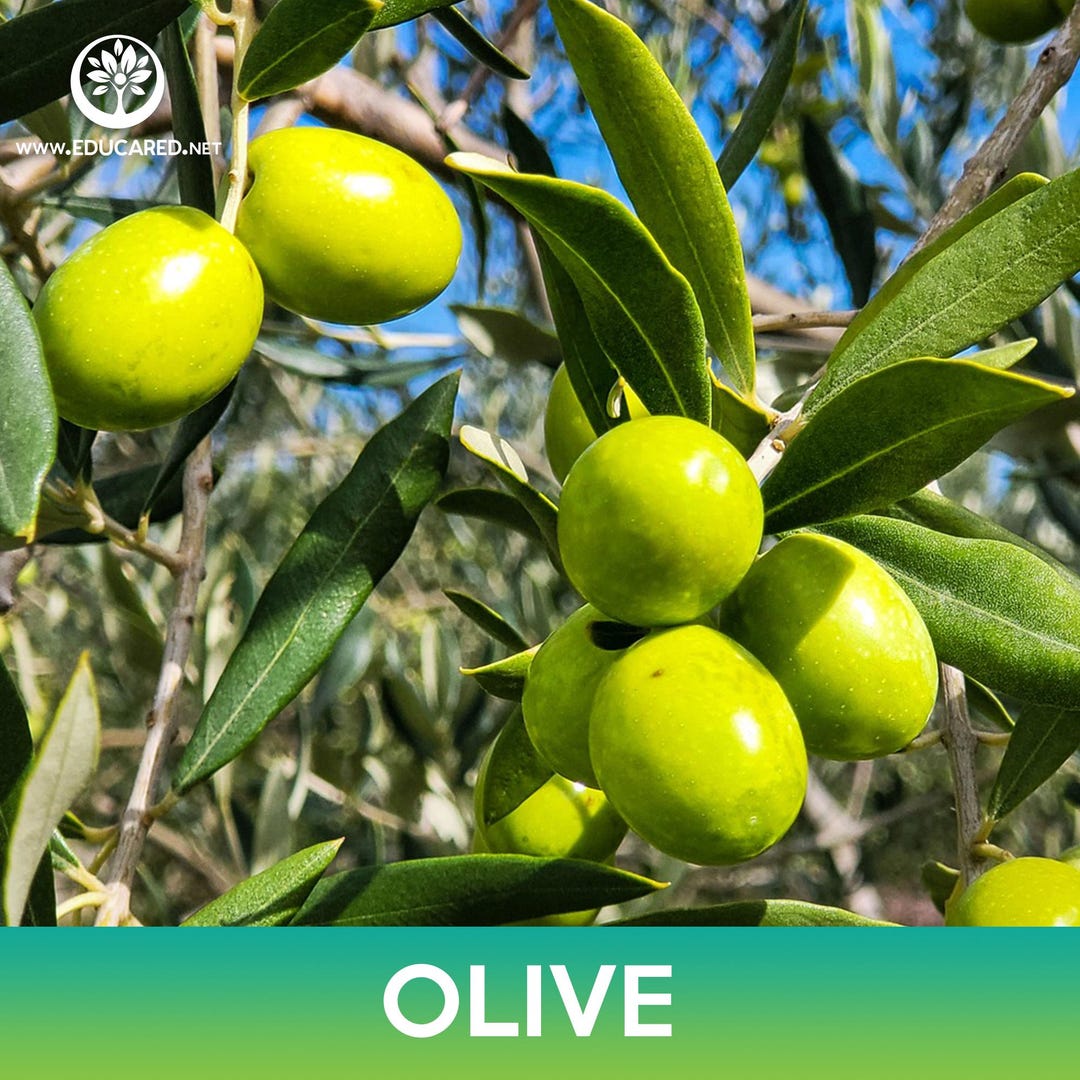 Olive Tree Seeds - Etsy