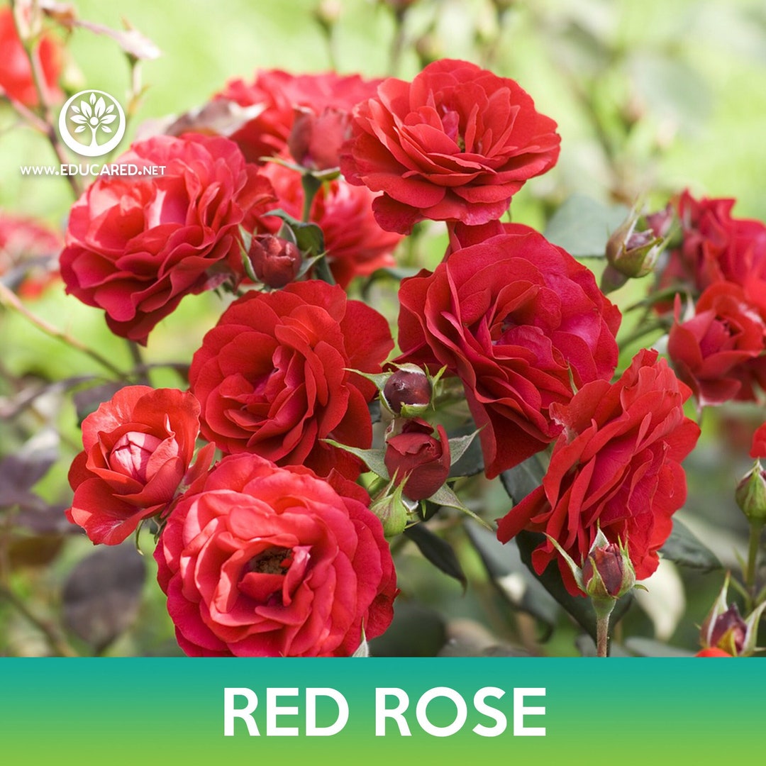 Red Rose Seeds - Etsy