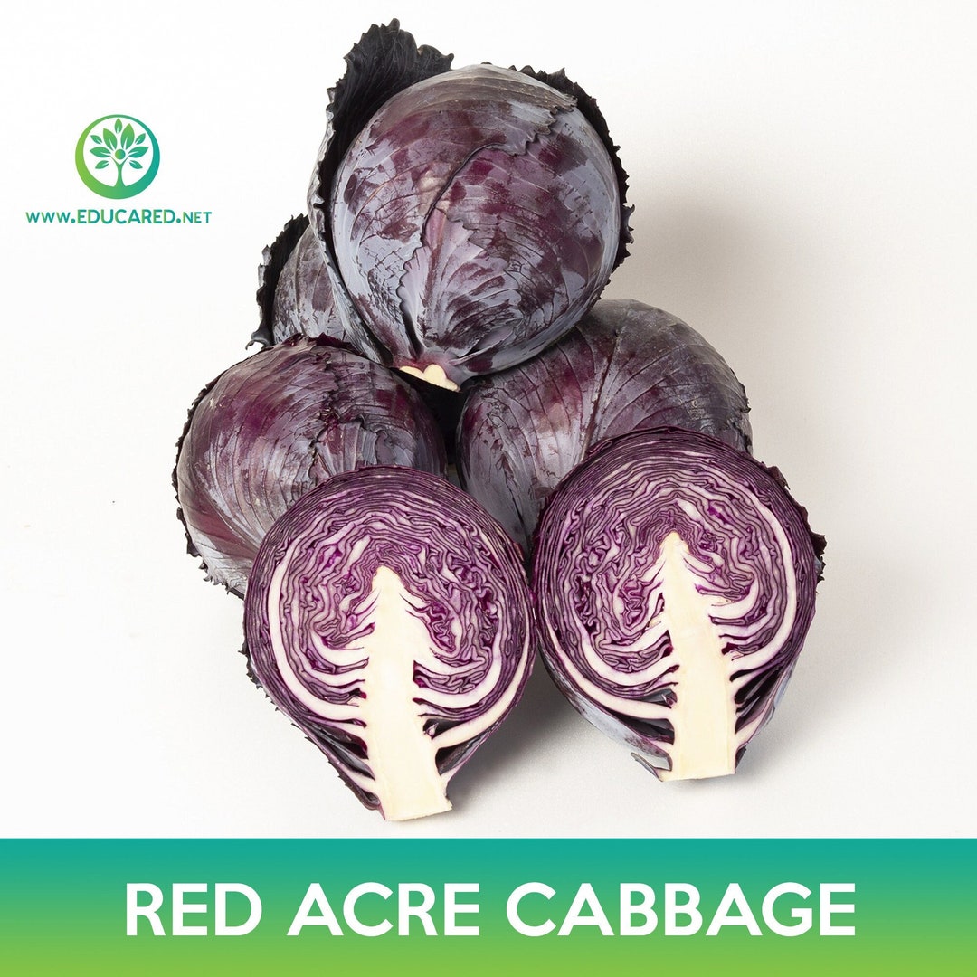 Red Acre Cabbage Seeds - Etsy