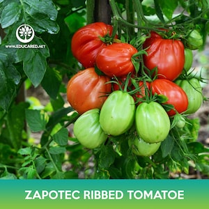 Zapotec Oaxacan Ribbed Tomato Seeds - Etsy