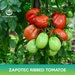 Zapotec Oaxacan Ribbed Tomato Seeds - Etsy