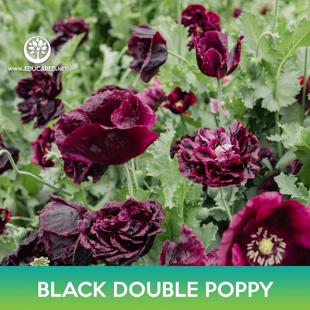 Black Double Poppy Seeds - Etsy