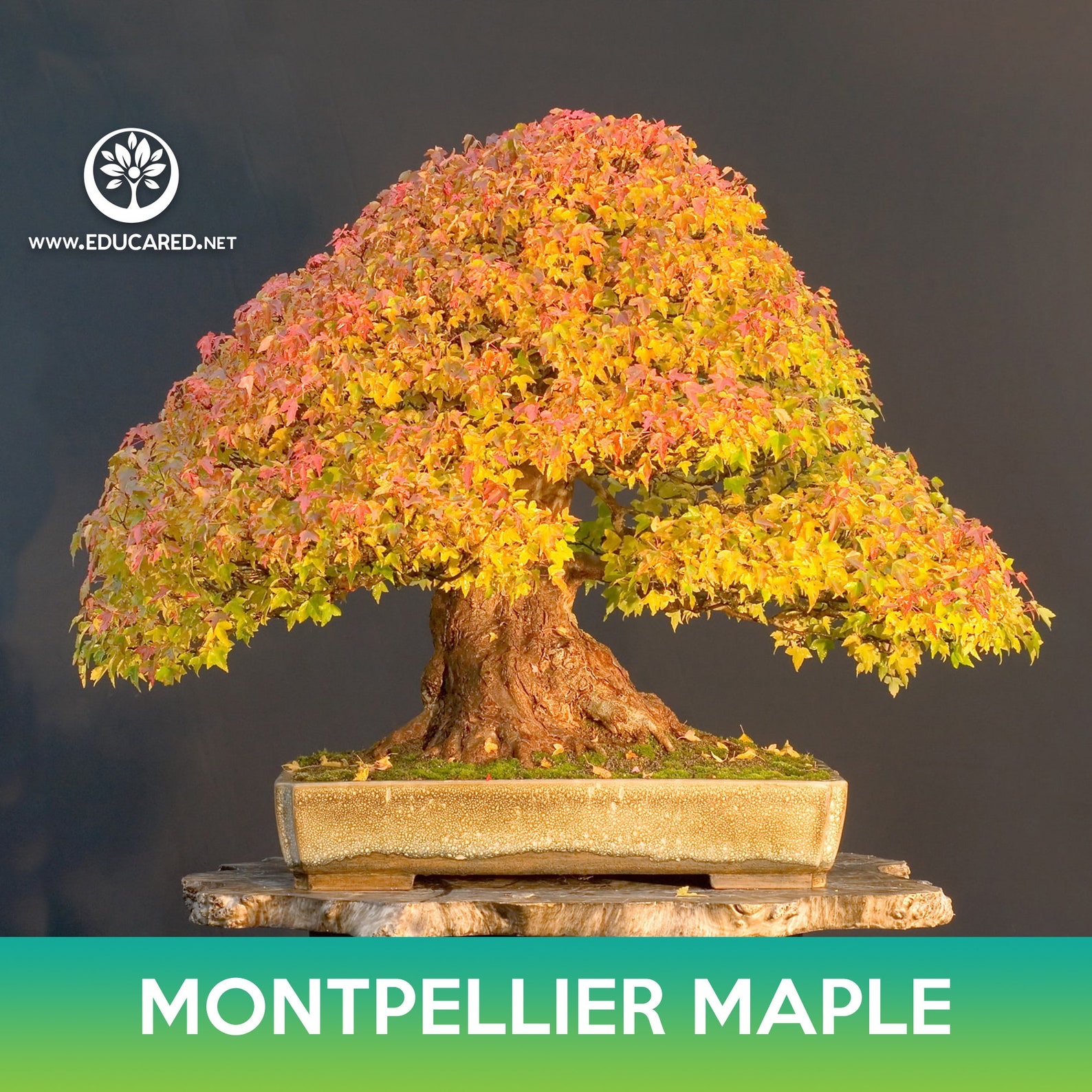 Montpellier Maple Tree Seeds - Etsy