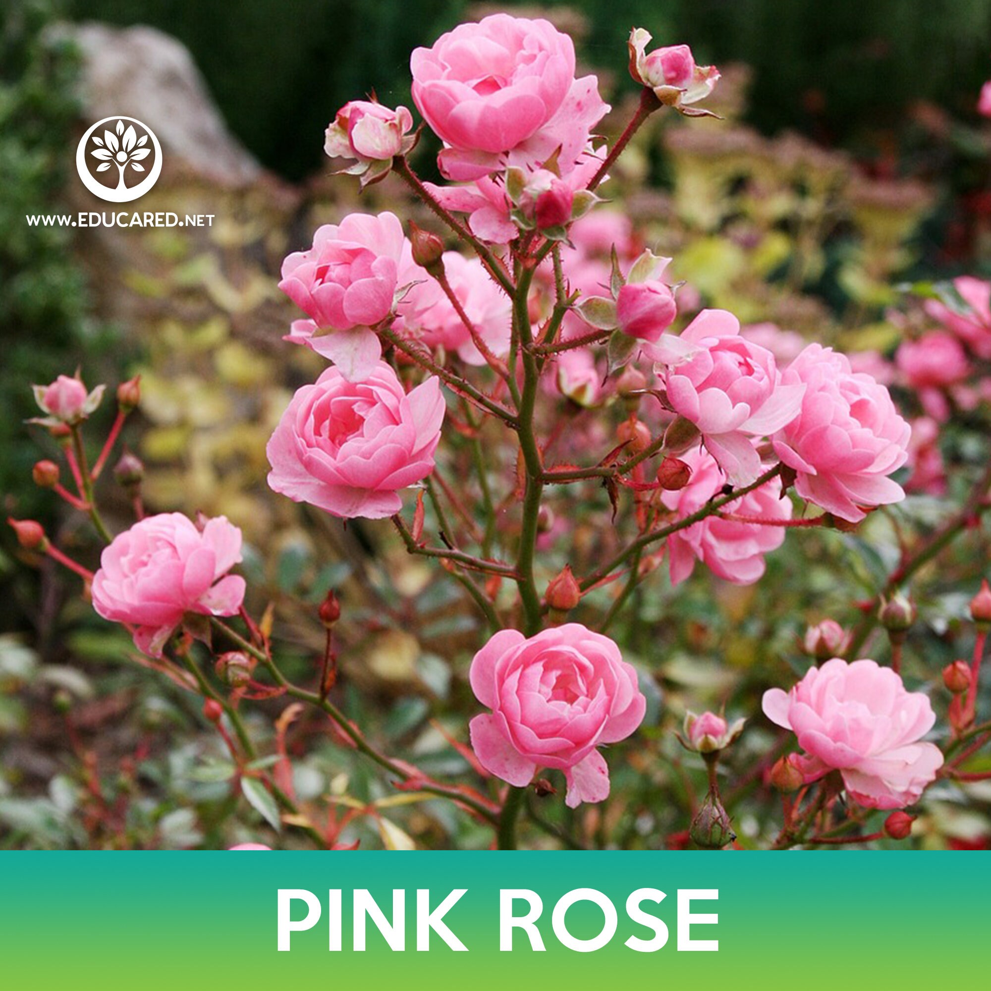 Pink Rose Seeds - Etsy