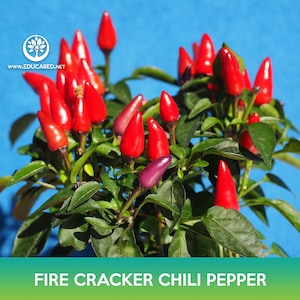 Firecracker Chili Pepper Seeds, Birdseye Chili Pepper - Etsy