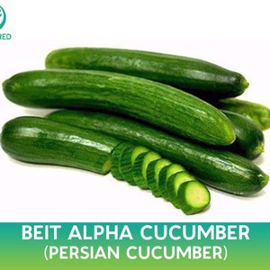 Persian Cucumber Seed Beit Alpha Cucumber - Etsy