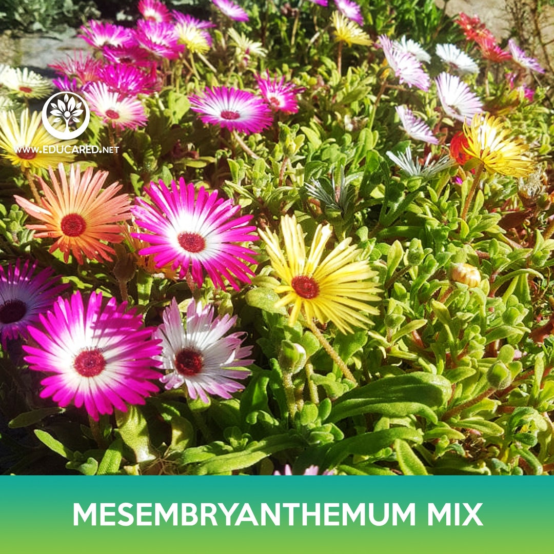 Mesembryanthemum Succulent Mix Seeds - Etsy