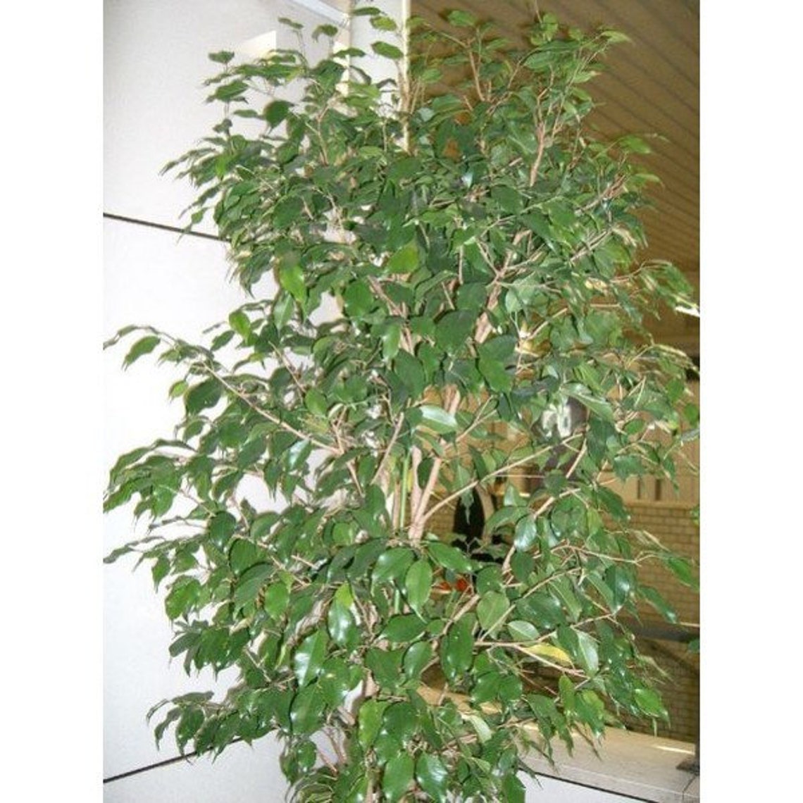 Ficus Benjamina Tree Seeds Pack Weeping Fig Tree Seeds - Etsy Canada