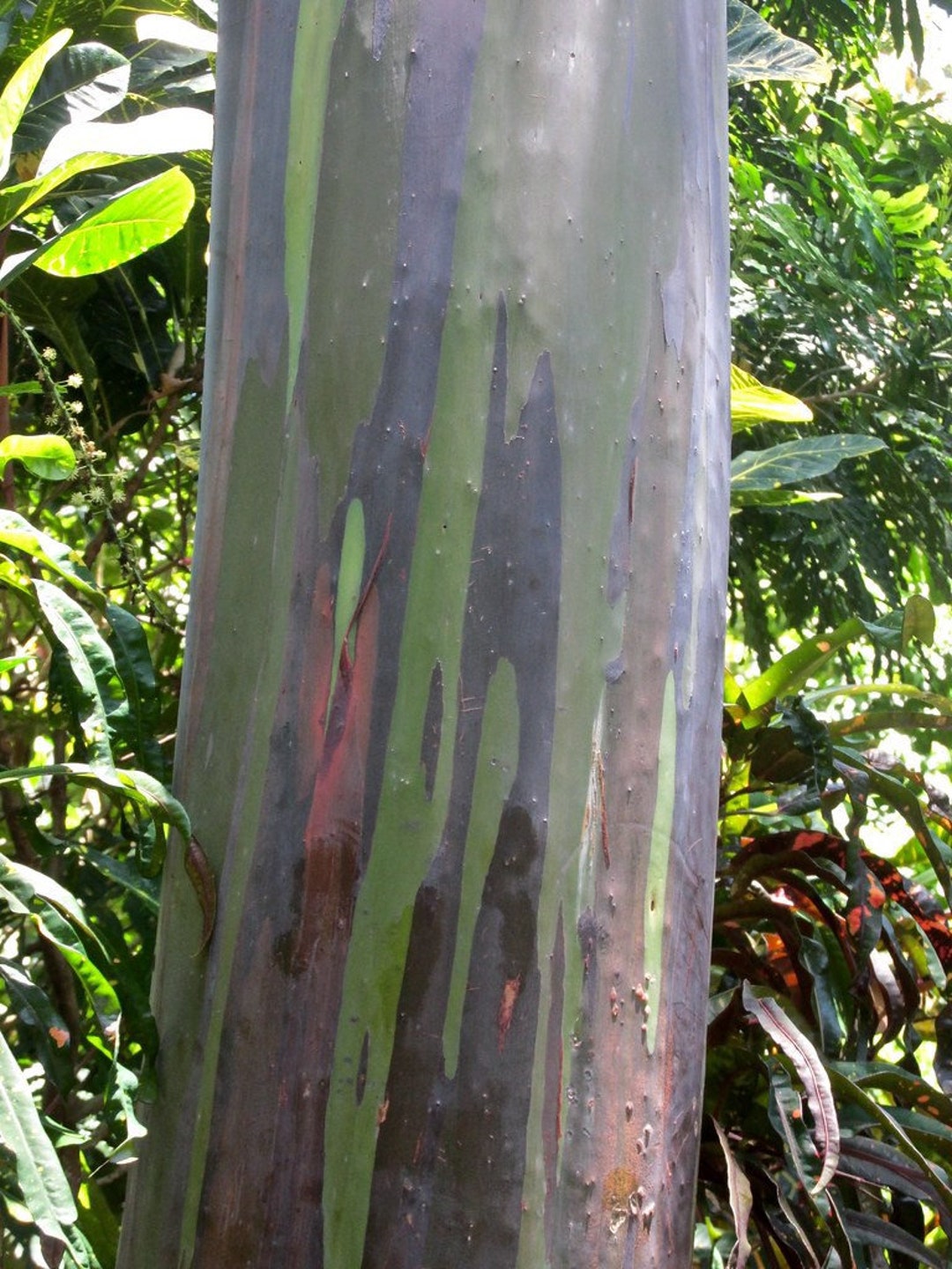 Rainbow Eucalyptus Tree Seed Pack - Eucalyptus Deglupta - Etsy Canada