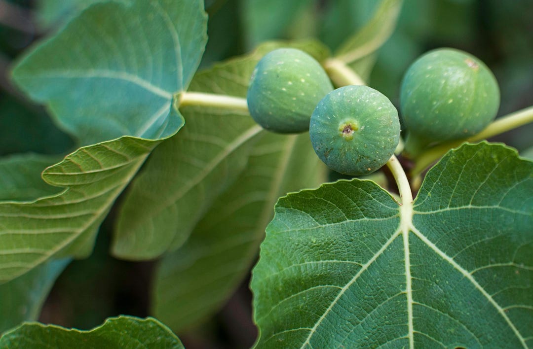 Common Fig Tree Seeds Pack - Ficus Carica Seeds - Etsy Canada