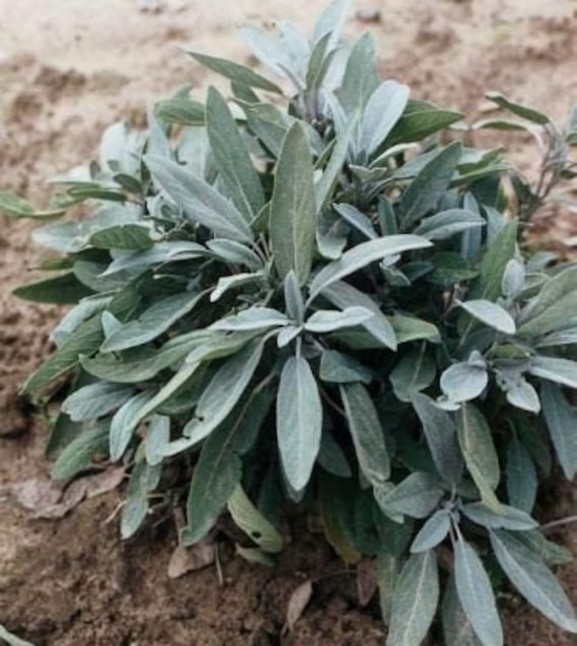 Sage Seed Pack Salvia officinalis | Etsy