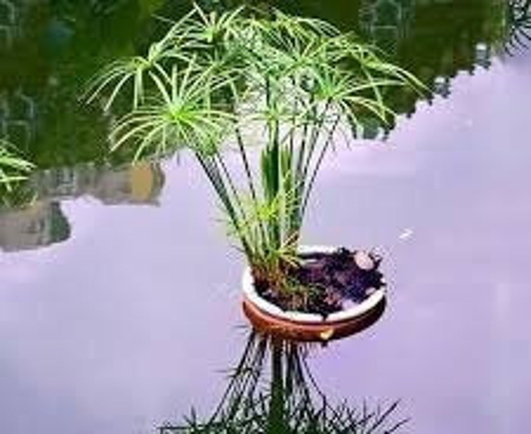 Umbrella Papyrus Seeds - Cyperus Alternifolius Seeds - Etsy Canada