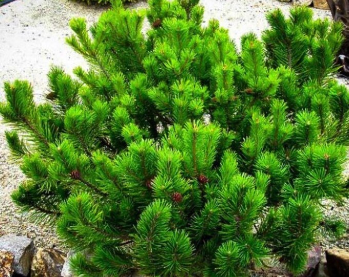 Dwarf Mugo Pine Tree Seeds Pack - Pinus Mugo Pumilio Tree Seeds - Etsy Canada
