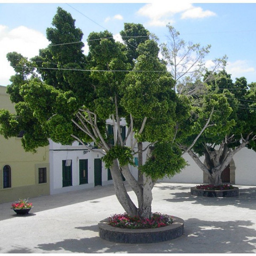 Ficus Benjamina Tree Seeds Pack - Weeping Fig Tree Seeds - Etsy Canada