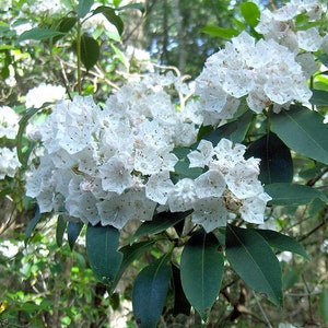 Mountain Laurel Tree Seeds Pack - Kalmia Latifolia Seeds - Etsy Canada