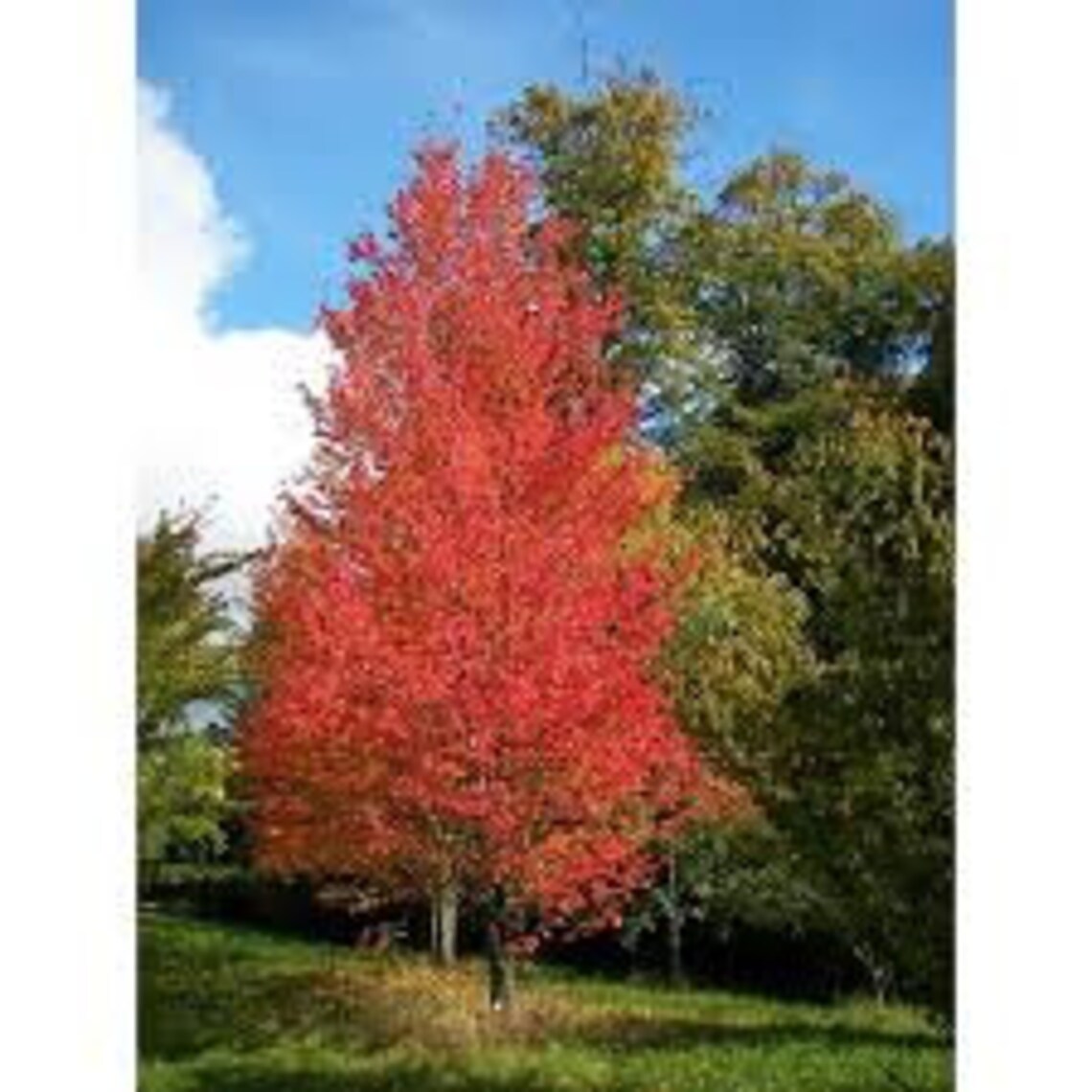 Red Maple Tree Seeds Pack - Acer Rubrum Seeds - Etsy Canada