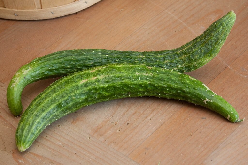 Suyo Long Cucumber Seed Pack - Heirloom Fruit Seeds - Etsy Canada