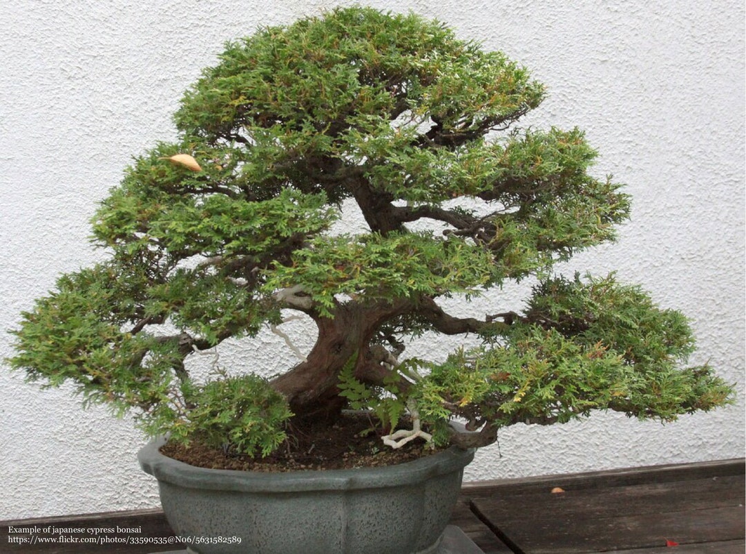 Japanese Cypress Tree Seeds Pack Chamaecyparis Obtusa Seeds - Etsy Canada