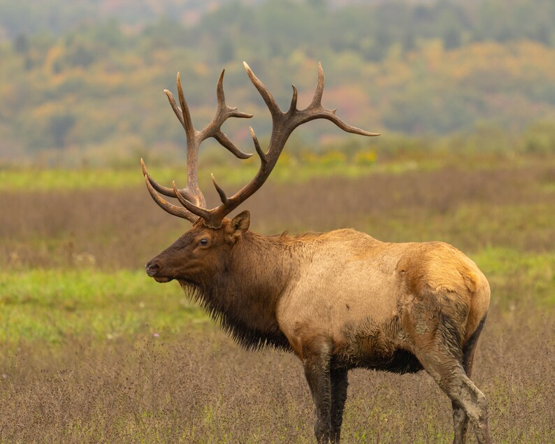 A Morning Duel - Etsy