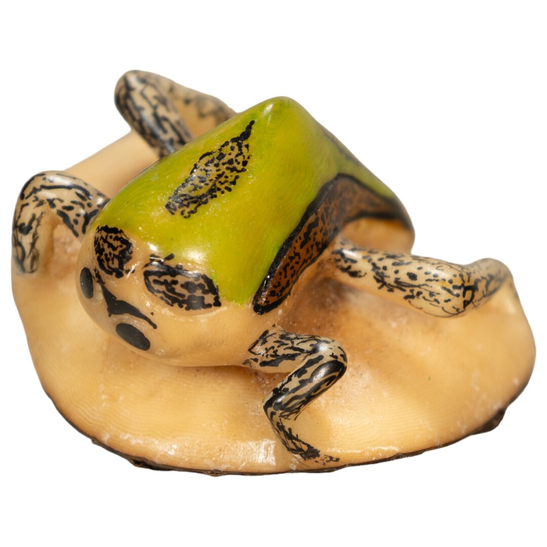 Poison Dart Frog Tagua Nut Sculpture, Rainforest Amphibian Figurine ...