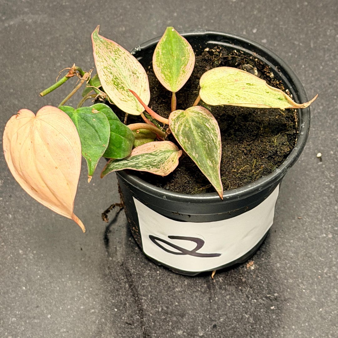 RARE Philodendron True Pink Micans - Etsy