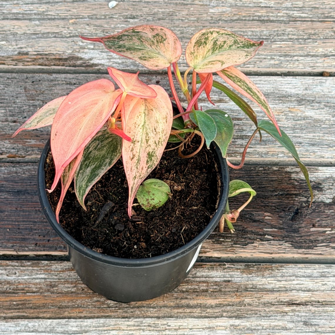 RARE Philodendron True Pink Micans - Etsy