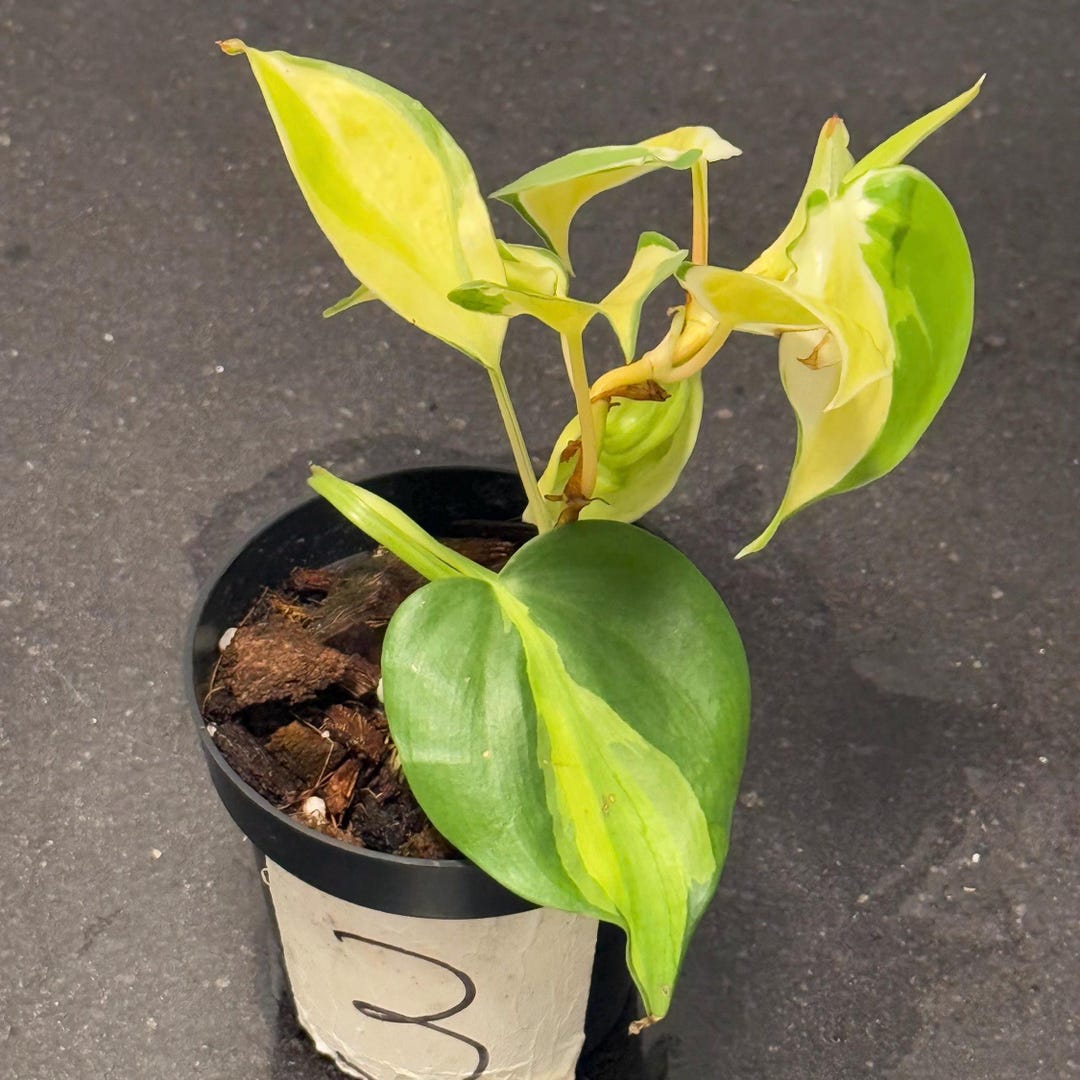 Philodendron Gabby - Etsy