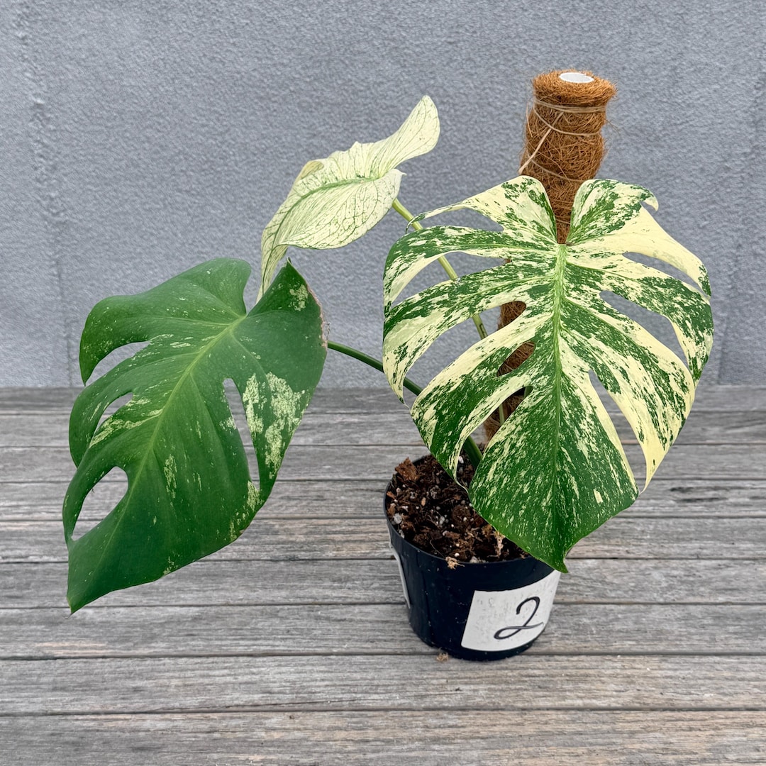 Monstera White Monster RARE MINT - Etsy