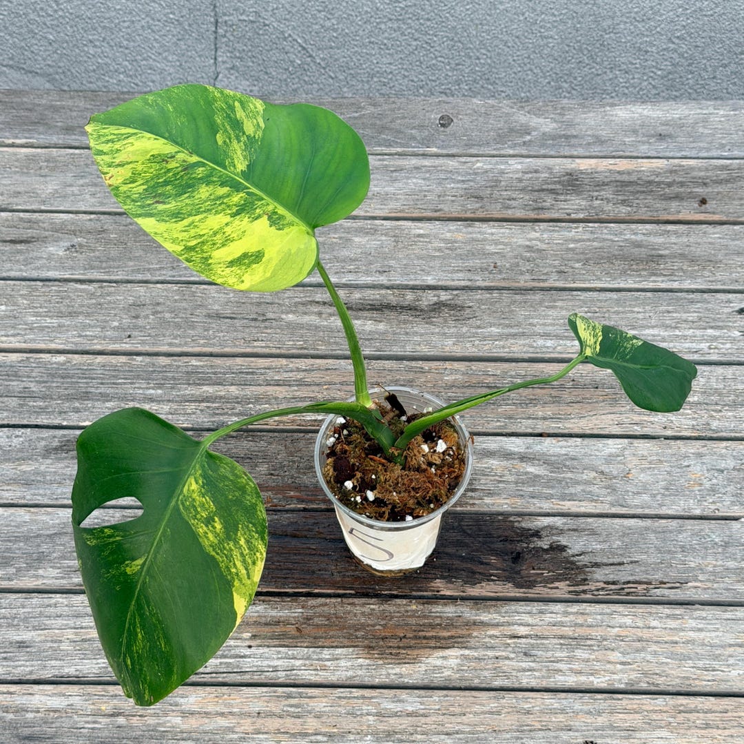 Monstera Aurea | Highly Variegated | Exact Plant | Collector Aroid ...