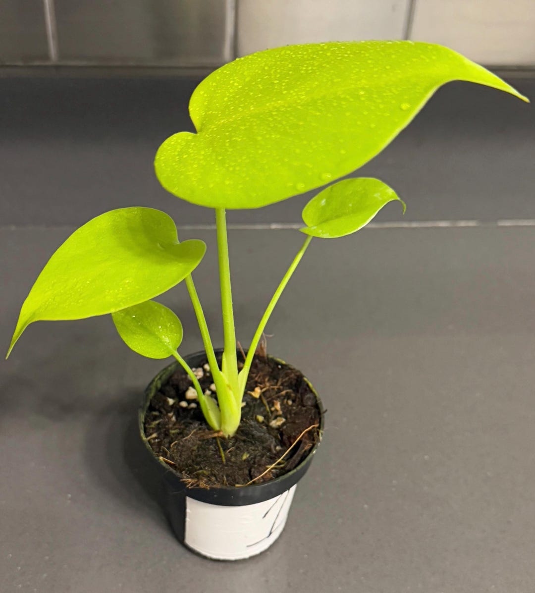 Monstera Lemon Lime - Etsy