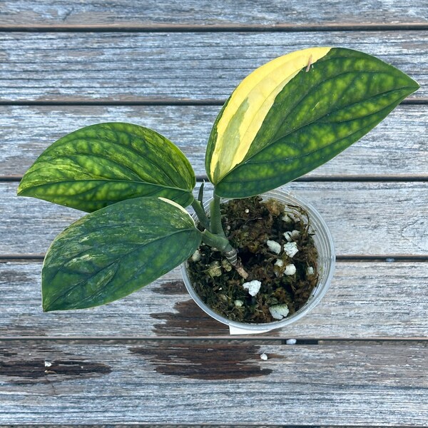 Monstera Peru - Etsy