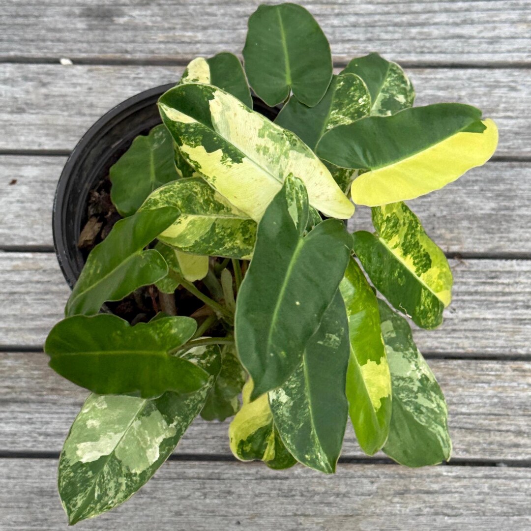 Philodendron Burle Marx Variegated - Etsy